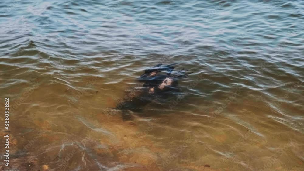 Poisoned water in sea, dead bird in water, close up . Environmental ...