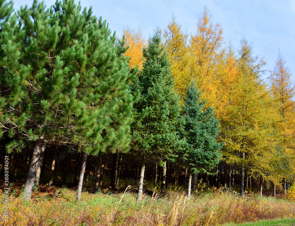 In fall Larix laricina, commonly known as the tamarack, hackmatack ...