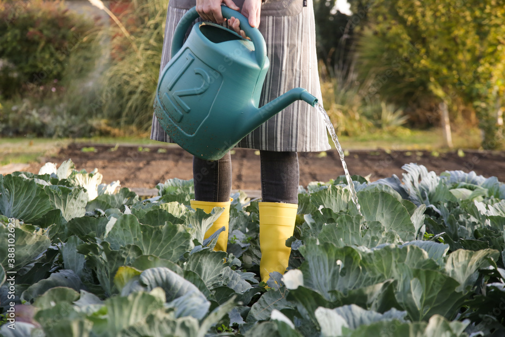 Woman in yellow rubber boots watering cabbage garden with water can ...