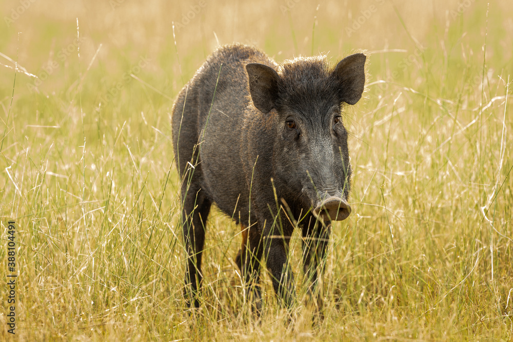 Indian boar or Andamanese or Moupin pig a subspecies of wild boar at ...