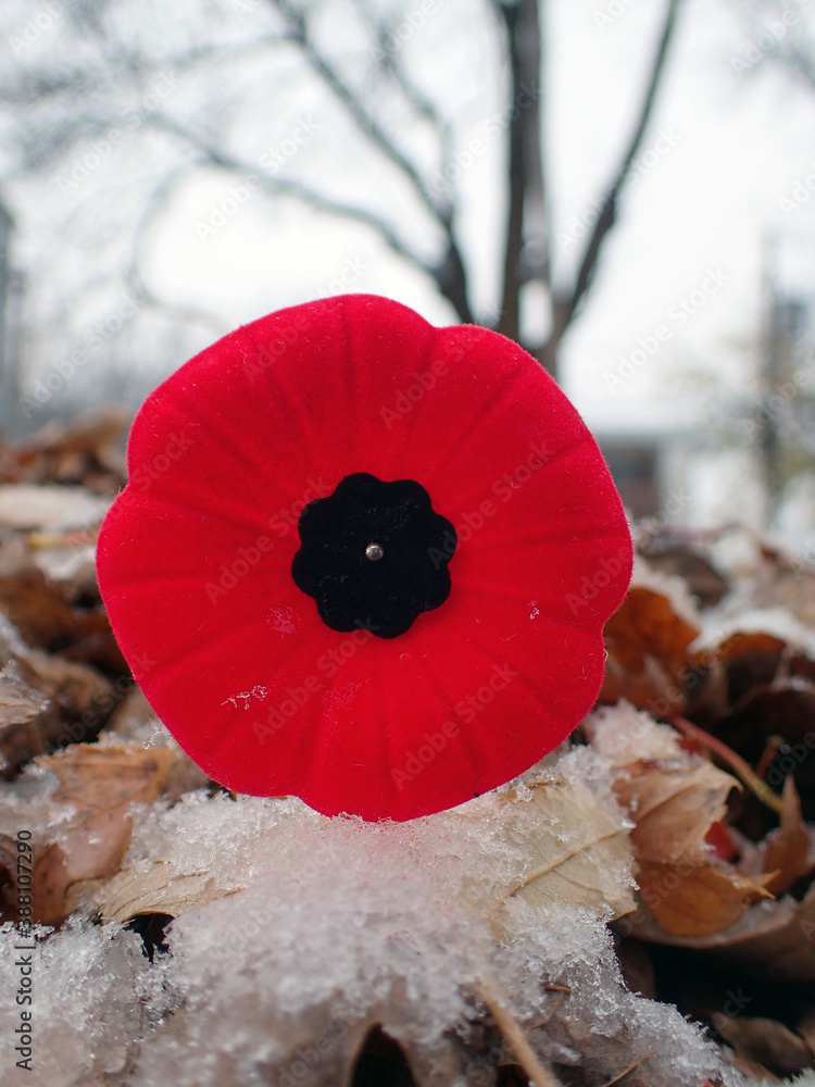 Le coquelicot, symbole du Jour du Souvenir Stock Photo | Adobe Stock