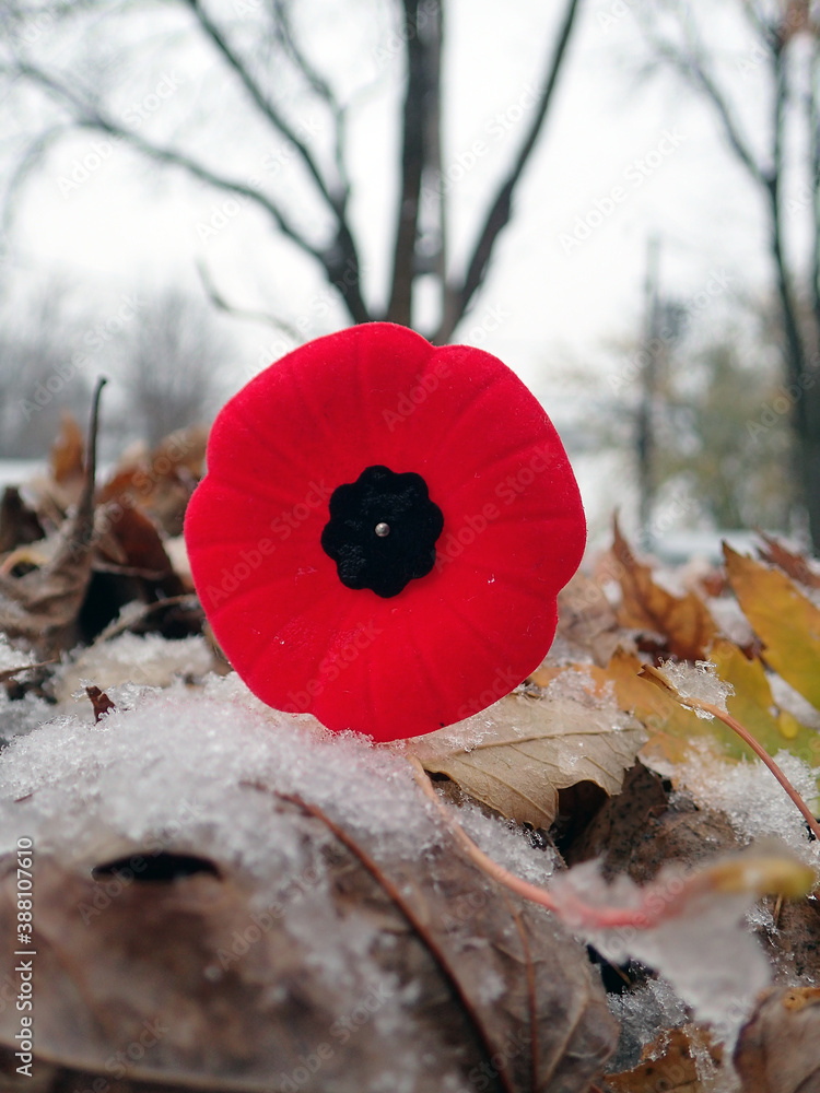 Le coquelicot, symbole du Jour du Souvenir Stock Photo | Adobe Stock