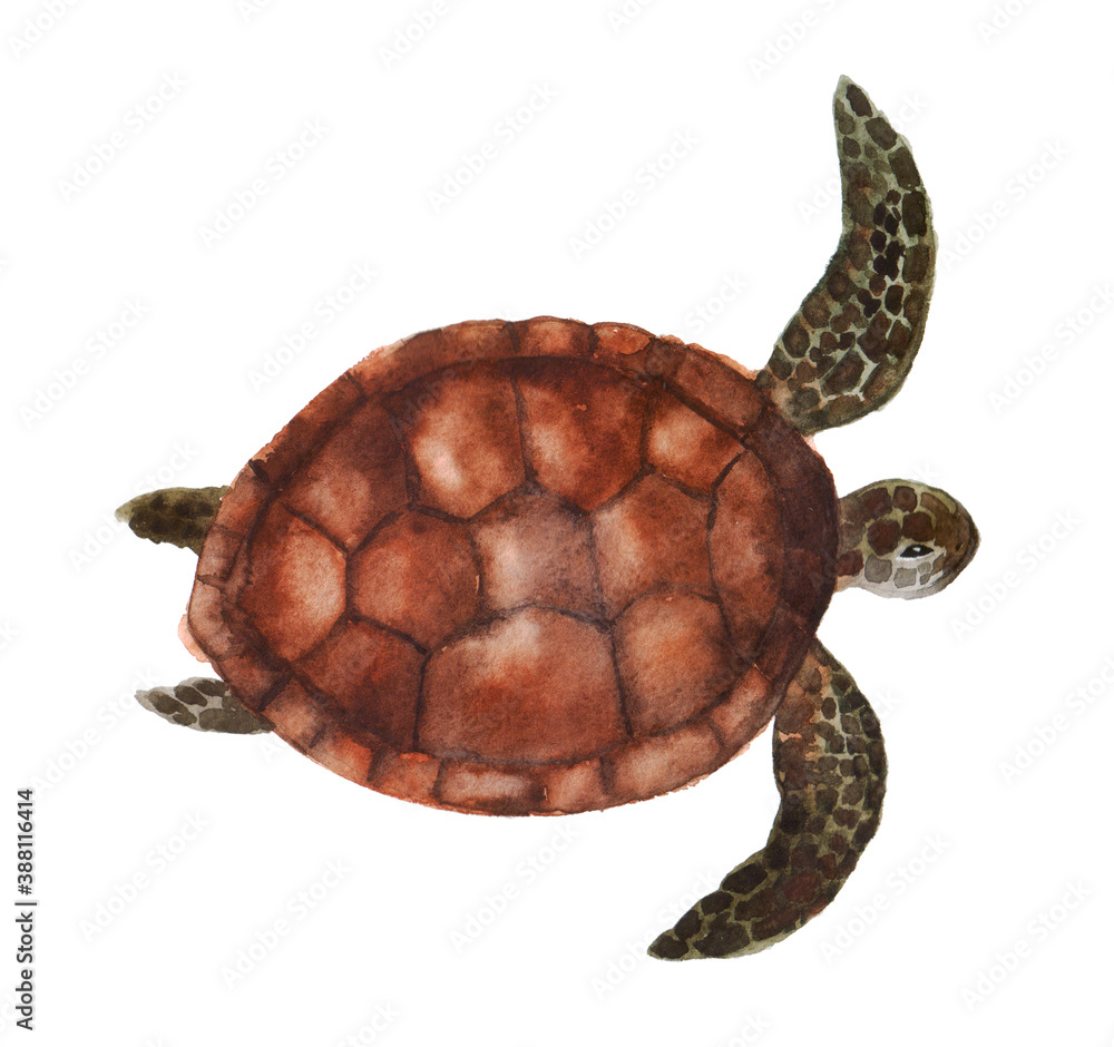Beautiful watercolor turtle on a white background. Illustration for ...