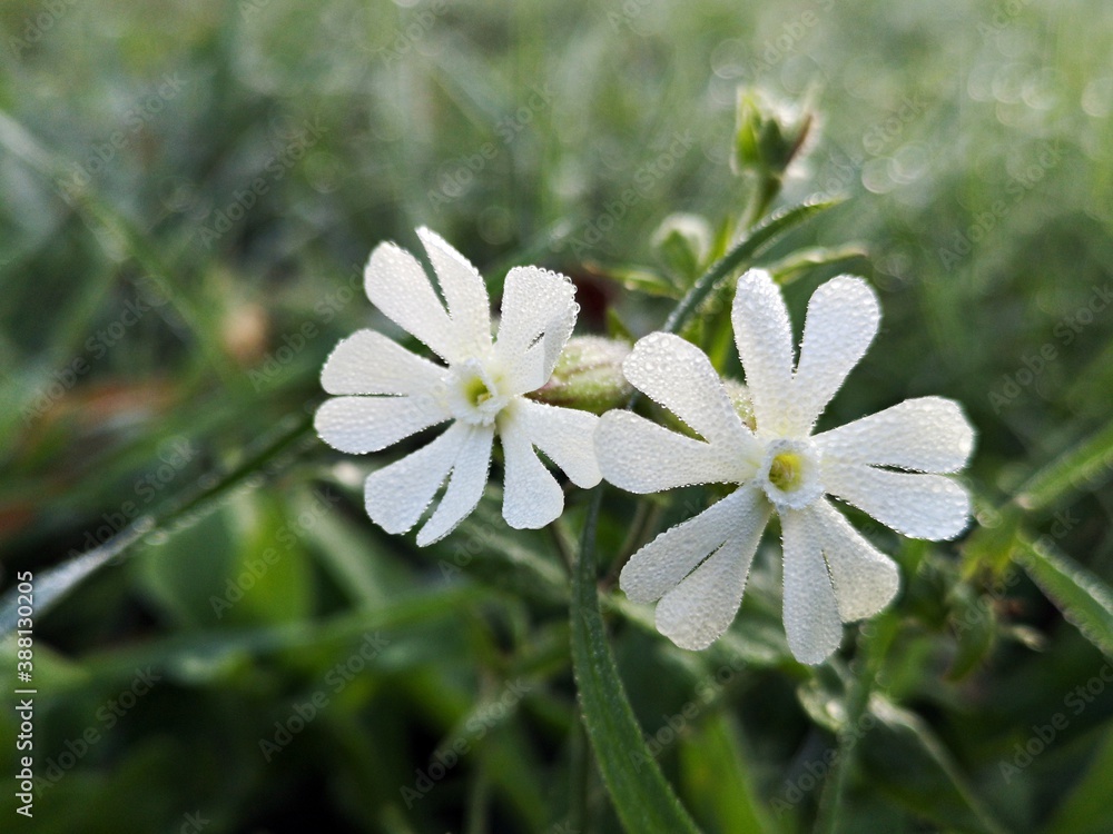 White flowers covered with dew drops in the garden (Silene latifolia ...