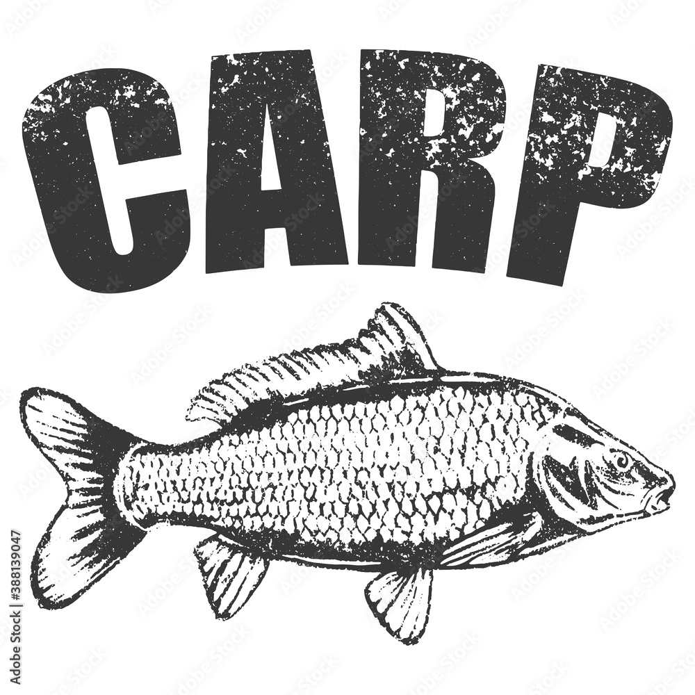 Vector hand drawn carp sketch. Sea food fish drawing illustration ...