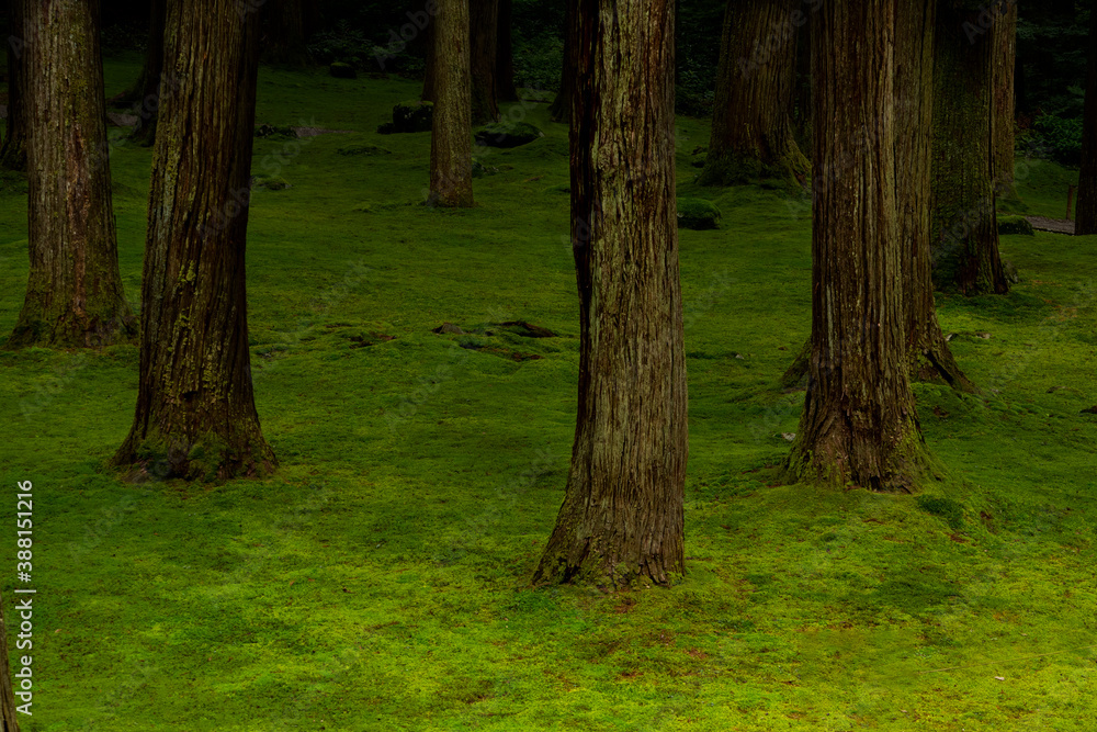 Japanese shrine moss / Japanese garden / Stone monument moss / Stone ...