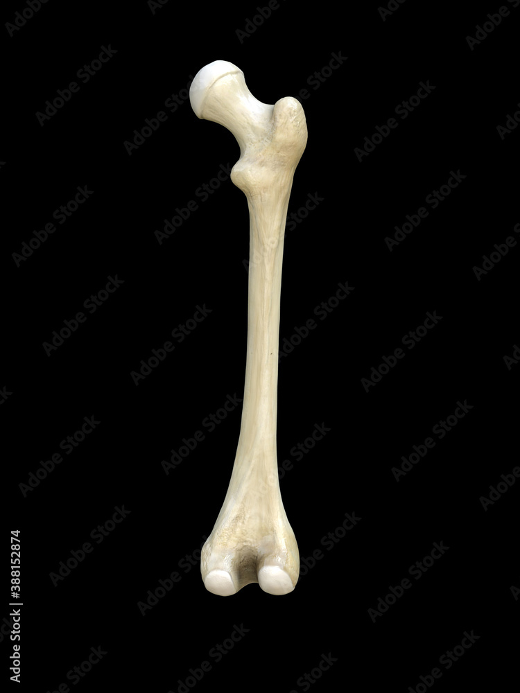 Right human femur bone, posterior view, bone anatomy, black background ...