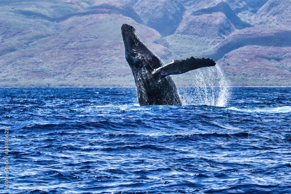 Exhuberant side view of a very large humpback whale breaching with ...