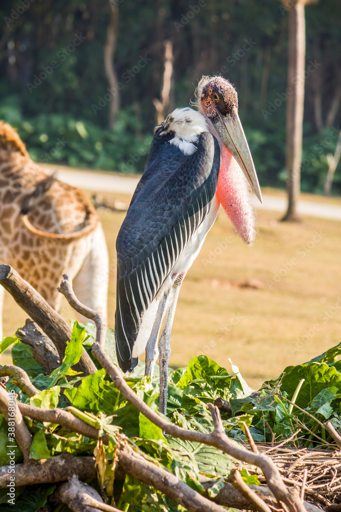The marabou stork (Leptoptilos crumenifer) stand in the nest. A large ...