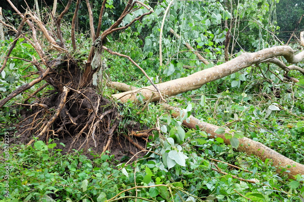 Uprooted and fallen trees due to typhoon or tropical storm Quinta or ...