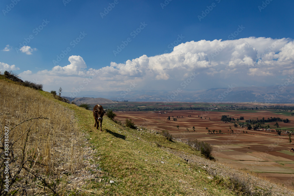 Paisaje típico de la sierra del Perú Stock Photo | Adobe Stock