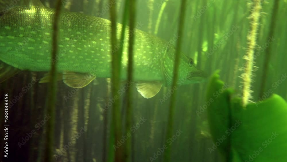 Adventurous footage of active wild pike in nature habitat. Huge water ...