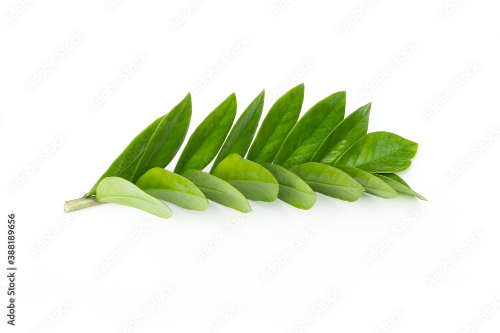 Green leaves Zamioculcas zamiifolia isolated on white background ...