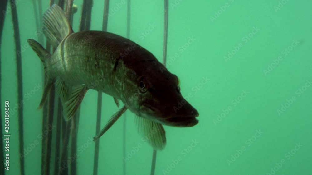 Adventurous footage of wild pike cryptically waiting in nature habitat ...