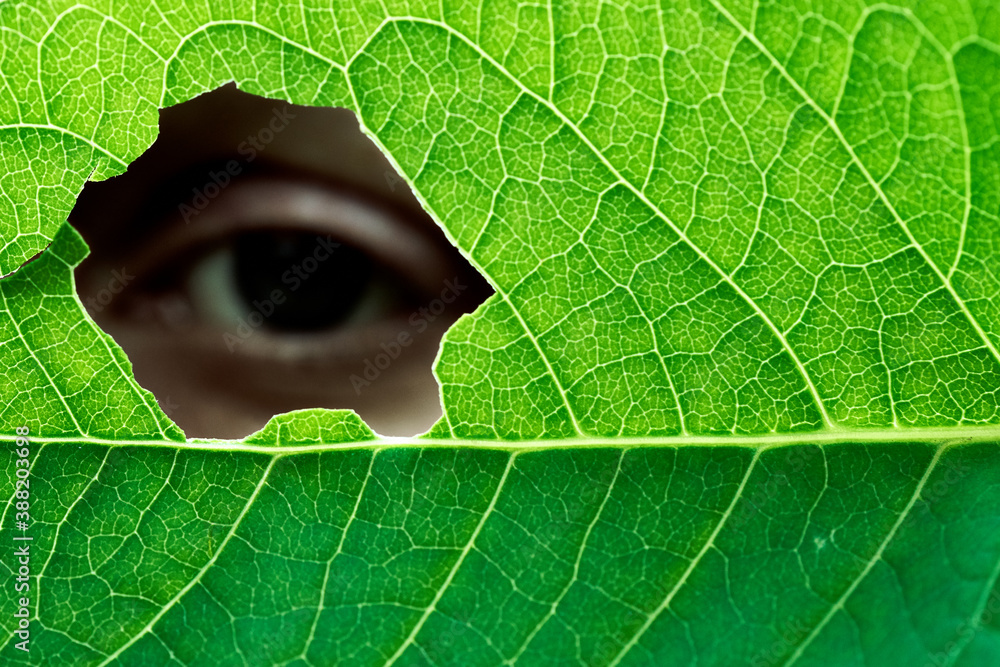 Human eye of a female person looking at camera through hole in a green ...
