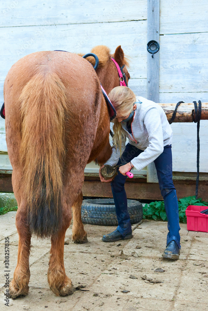 Child grooming horse with brush, Girl cleaning and taking care of horse ...