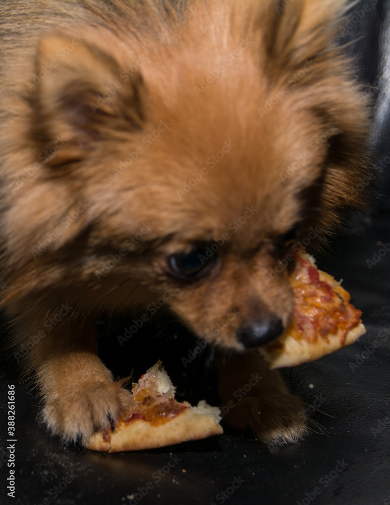 Puppies Eating Pizza