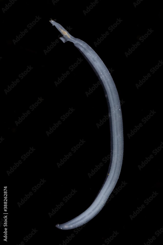 Schistosoma is a genus of trematodes, commonly known as blood flukes ...