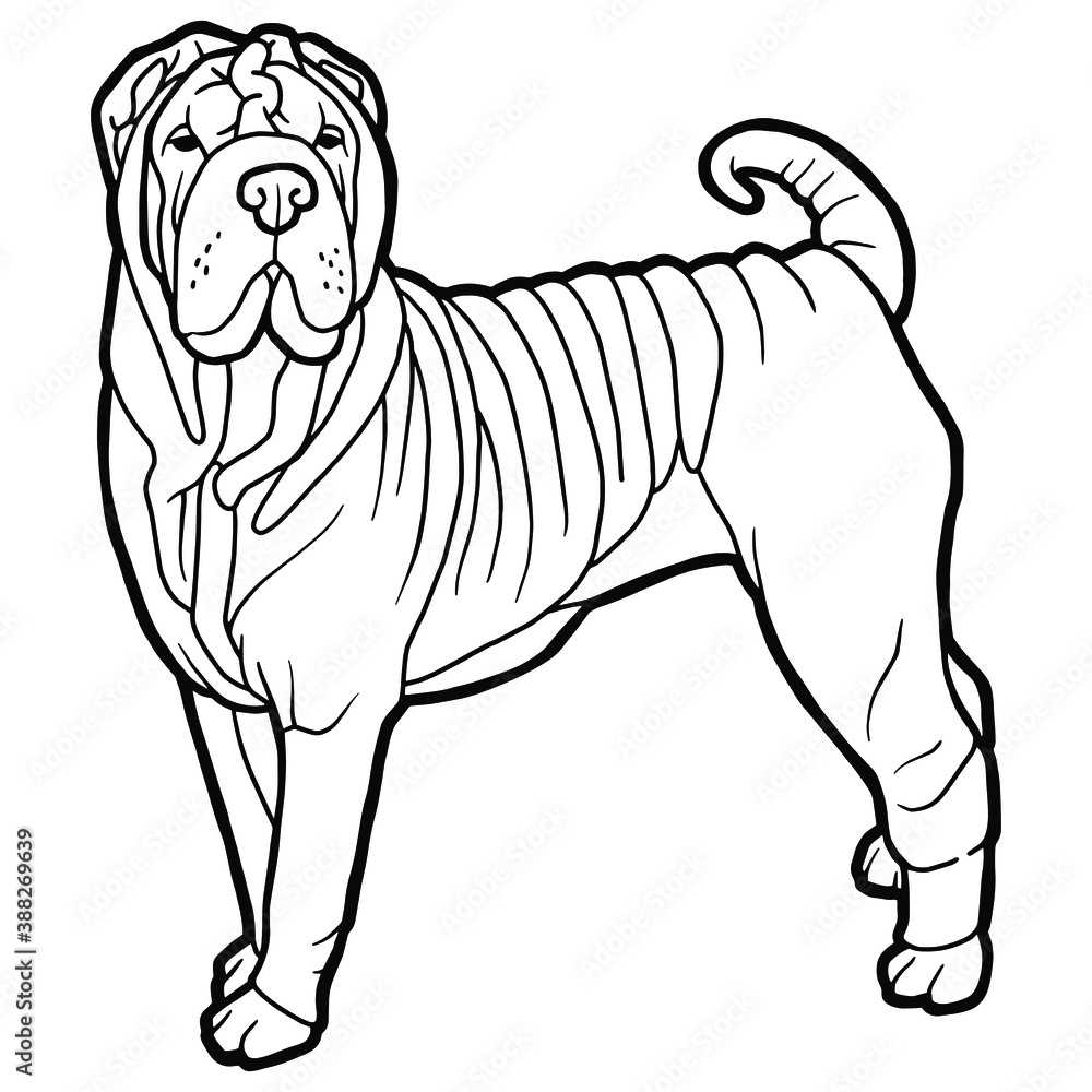 Vector illustration. Hand drawing art. Shar Pei dog. Lineart. Contour ...