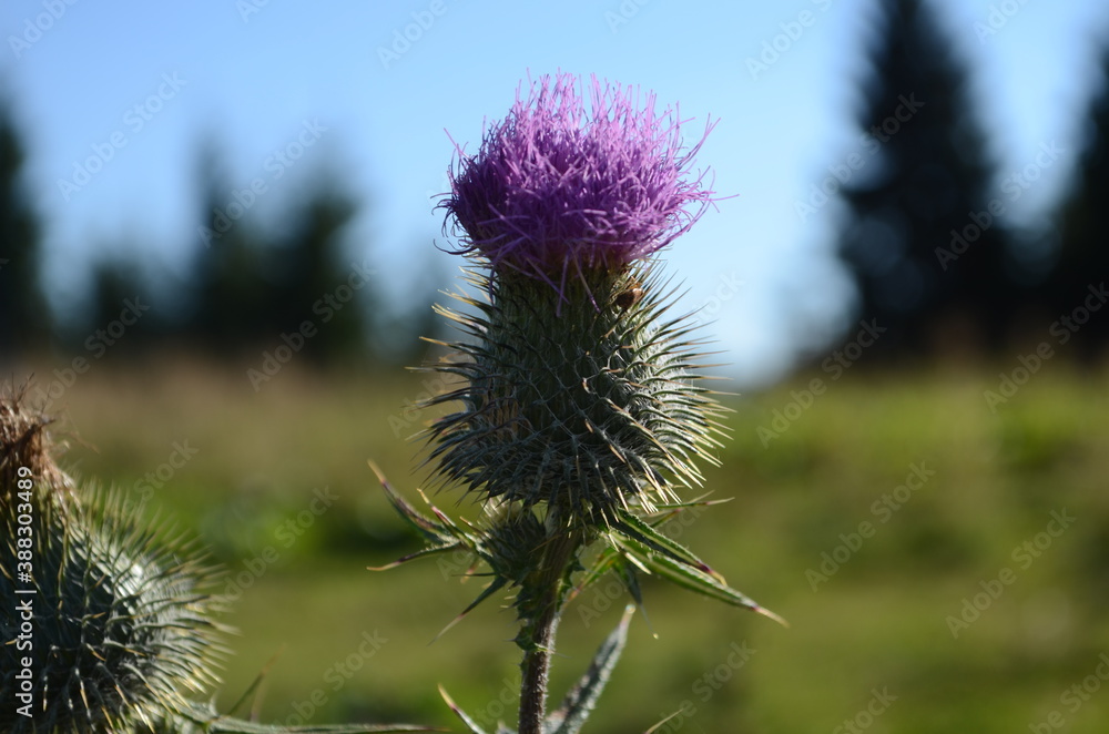 Milk Thistle plant herbal remedy. thistle, Blessed milk, Stock Photo ...