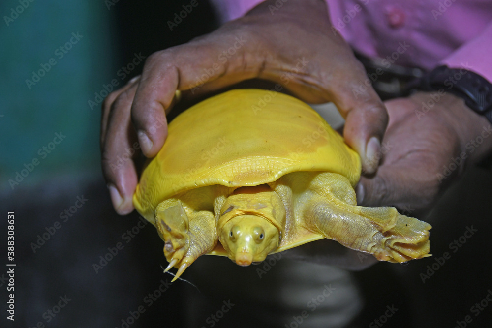 Burdwan, West Bengal / India - 27.10.2020: Yellow Turtle - Indian ...
