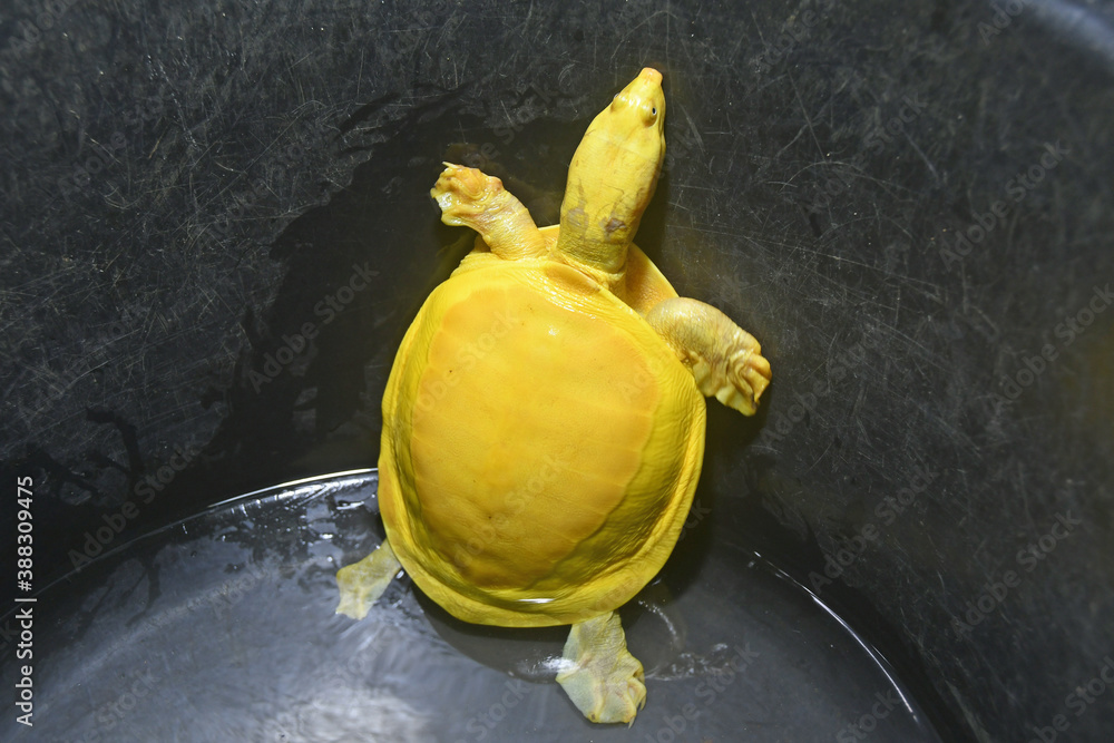 Burdwan, West Bengal / India - 27.10.2020: Yellow Turtle - Indian ...