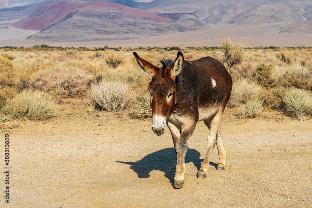 Image of a burro, donkey and mule. These are wild burros in the desert ...