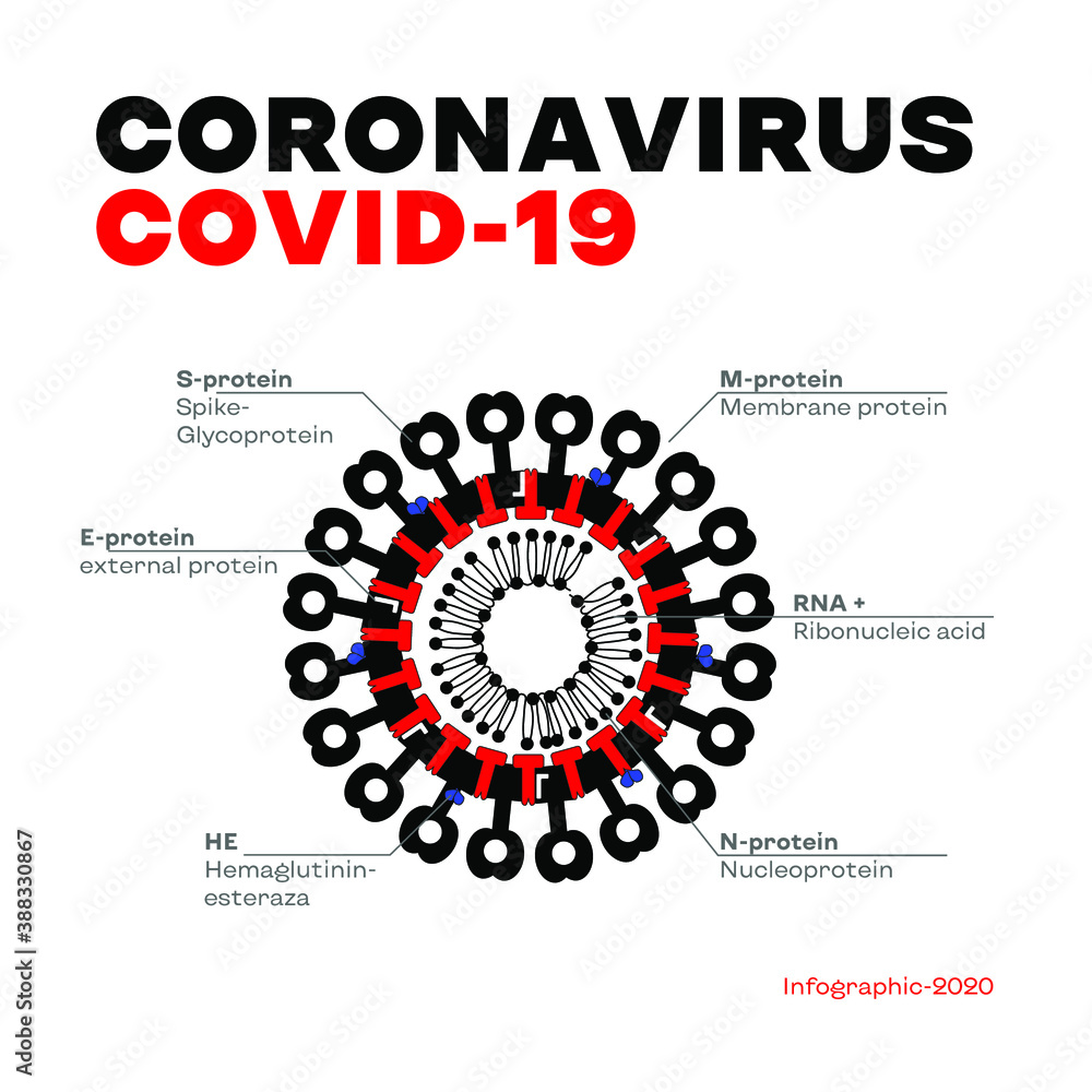Medical infographic: structure of coronavirus COVID-19 Stock Vector ...