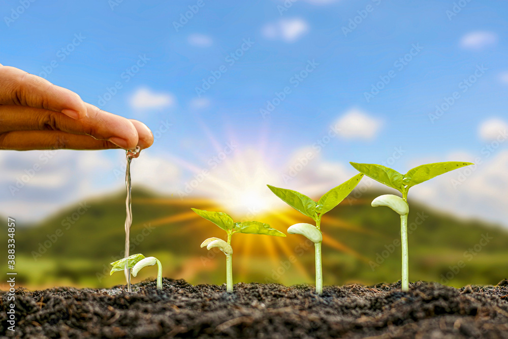 Planting plants on fertile soil and watering the plants including ...