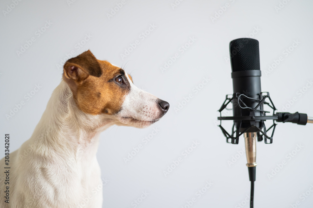 Jack Russell Terrier and professional microphone on a white background ...