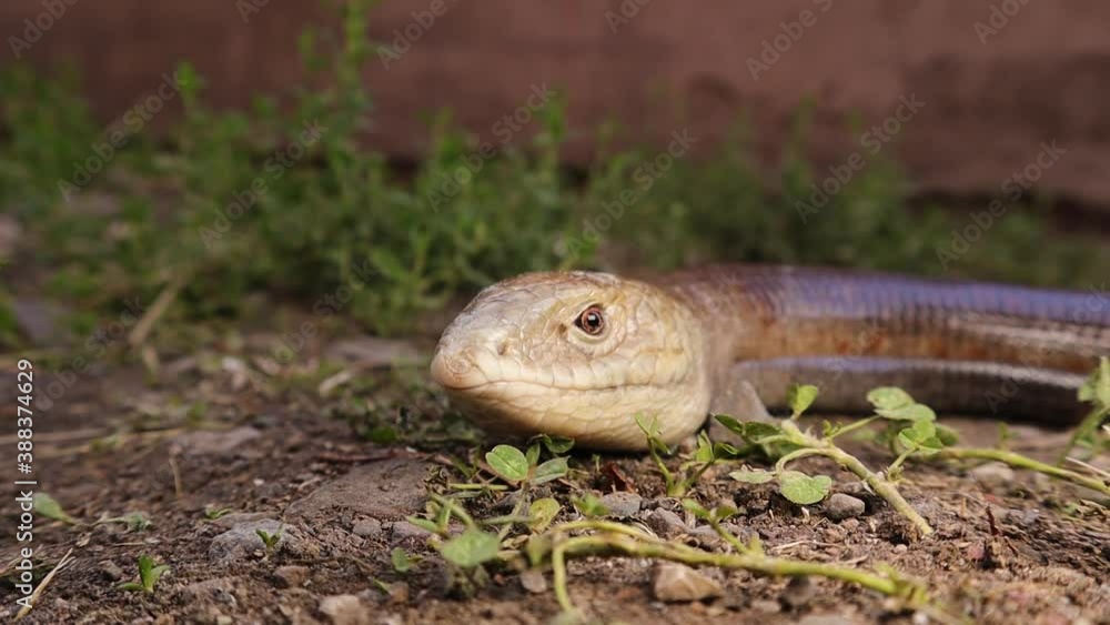 snake or lizard. Burton's legless lizard: Lialis burtonis its ...