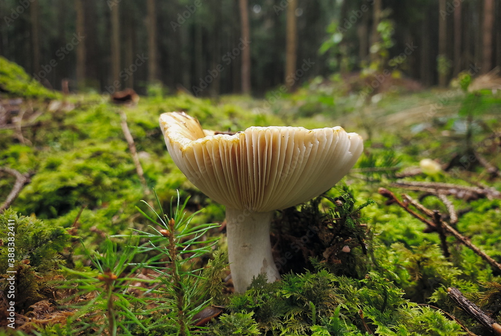 Wild mushrom yellow cap and white gills known as brittlegills or Common ...