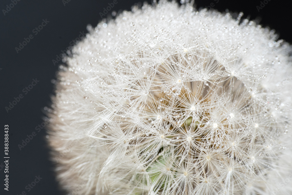 Pusteblume Stock Photo | Adobe Stock