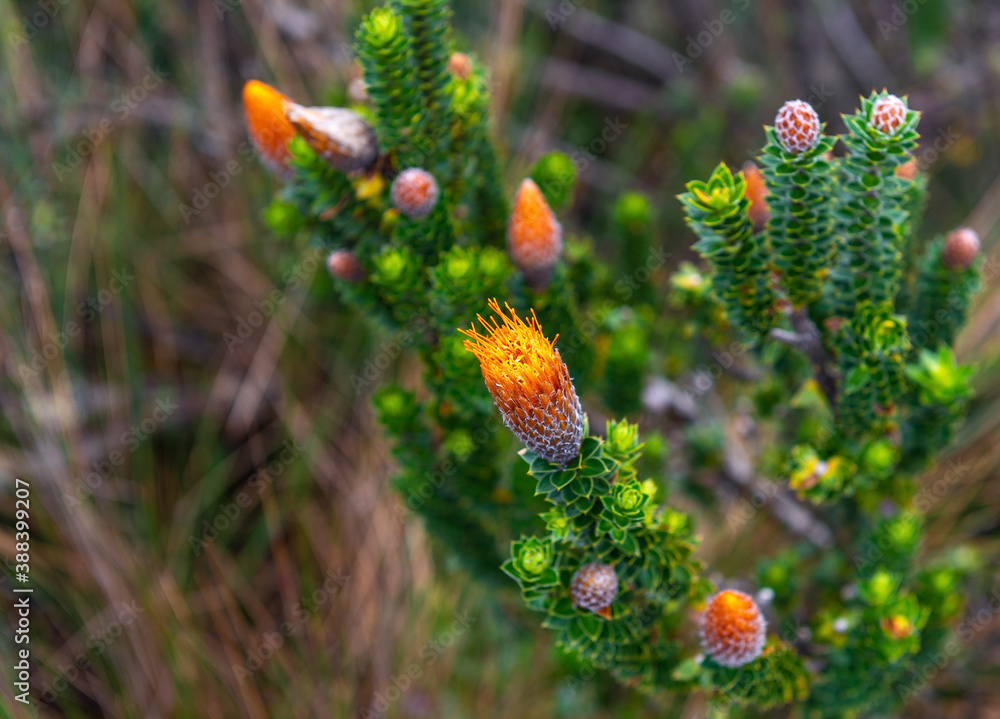 Foto de Flower of the Chuquiragua plant (Chuquiraga jussieui), known as ...