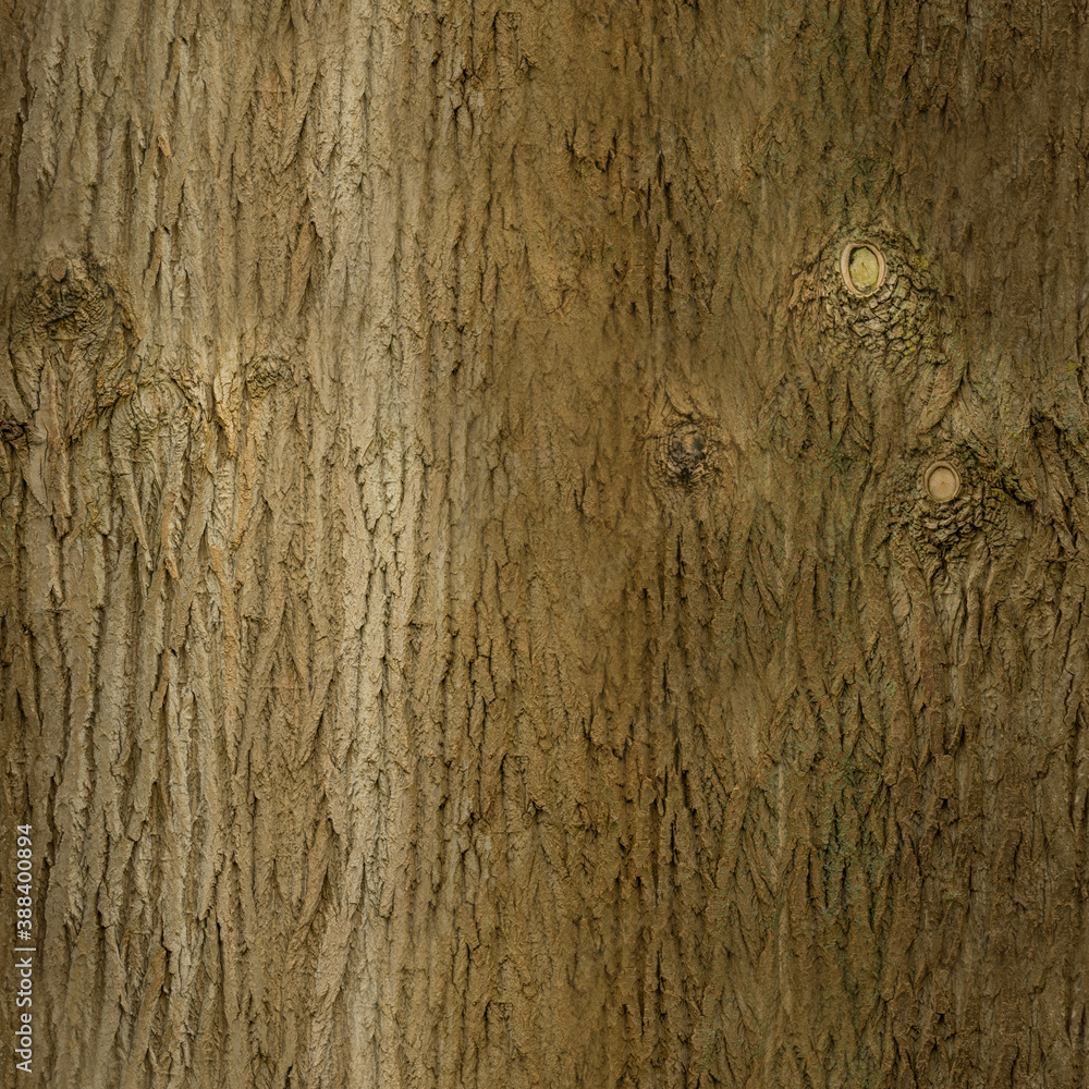 8K brown bark Diffuse and Albedo map for 3d materials Stock Photo ...