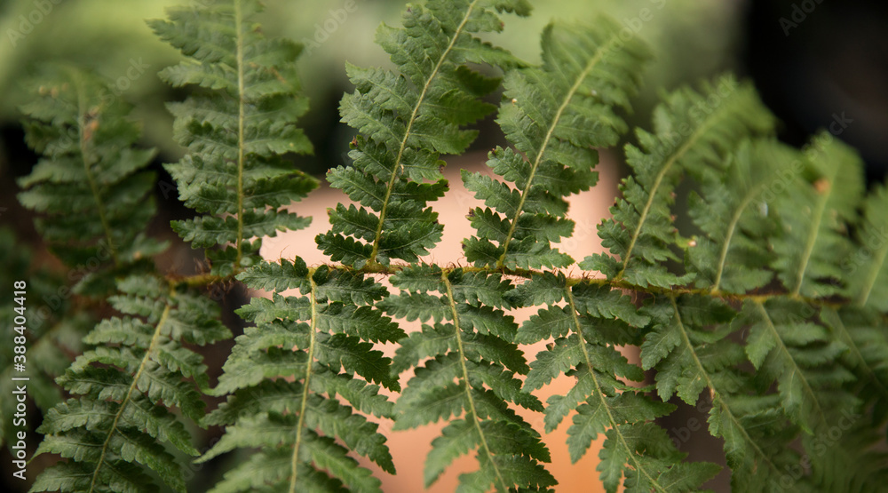 Flora. Closeup view of Cyathea cooperi fern, also known as Australian ...