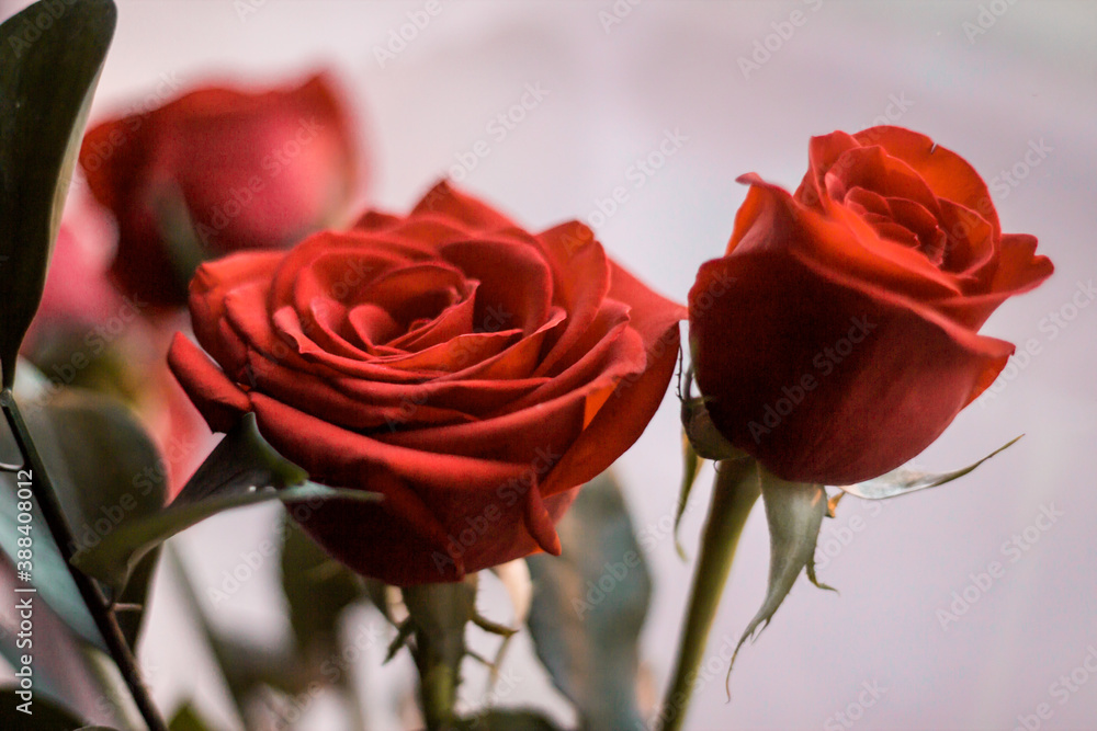 Rosas rojas Stock Photo | Adobe Stock