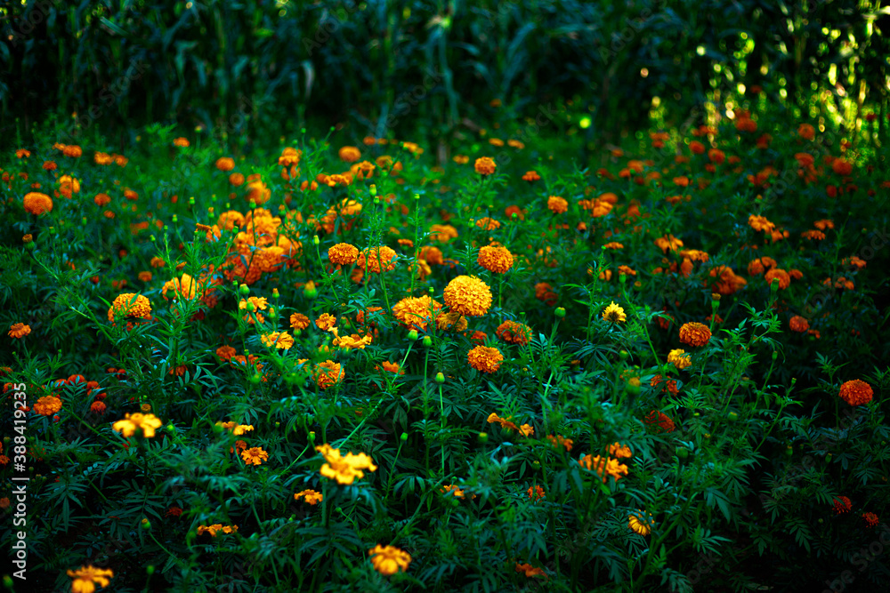 Flor de cempasuchil en día de los muertos celebración Mexicana Stock ...