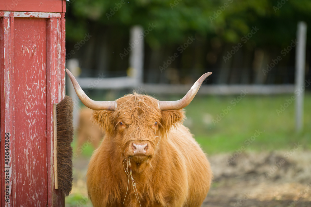 Scottish highland cow with long horns and long hair looking at camera ...