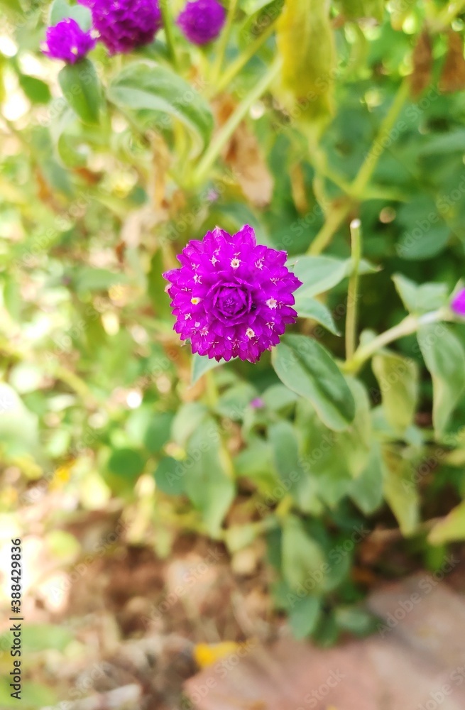 Gomphrena globosa, commonly known as globe amaranth, makhmali, and ...