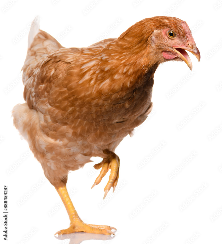one brown funny chicken lifted her leg and opened her beak, isolated on ...