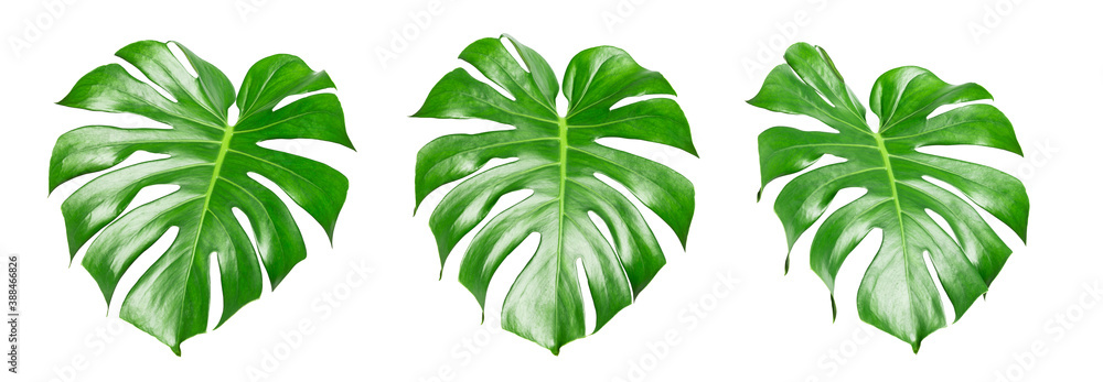 Monstera leaves isolated on white background with clipping path Stock ...
