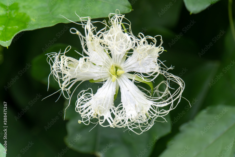 flower of japanese snake gourd Stock Photo | Adobe Stock
