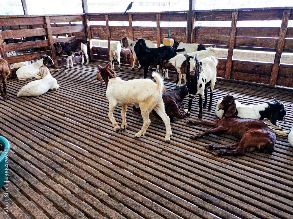 Goat in the slaughterhouse in Malaysia Stock Photo | Adobe Stock