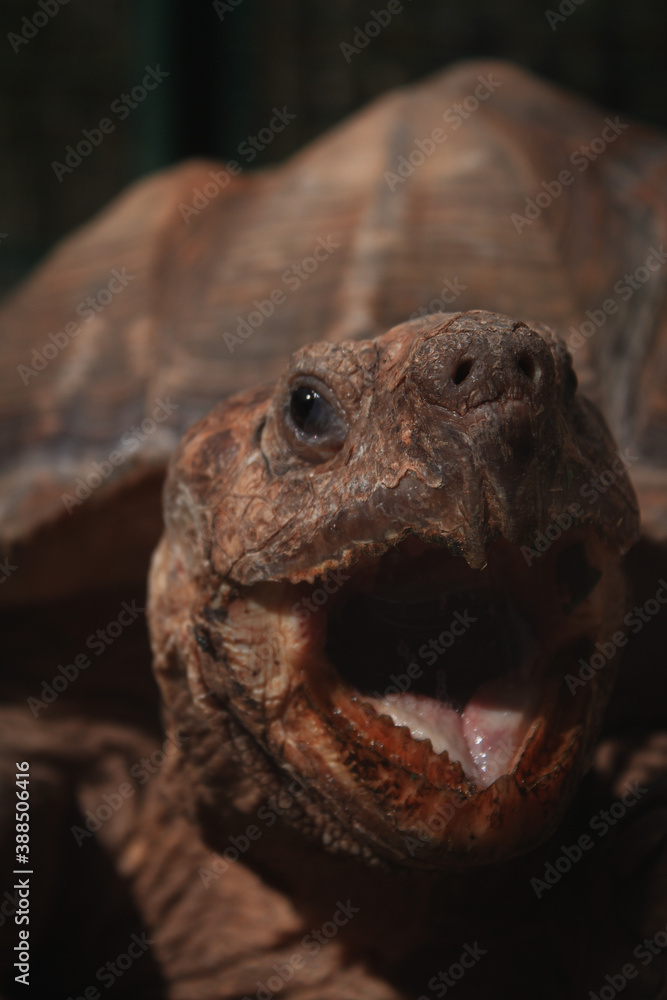 Portrait photograph of sulcata tortoise opening its mouth Stock Photo ...
