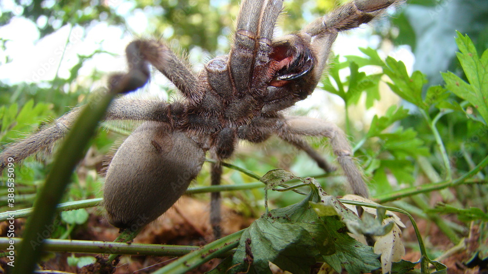 Tarantula. Spider tarantula. Close up female of spider tarantula in the ...