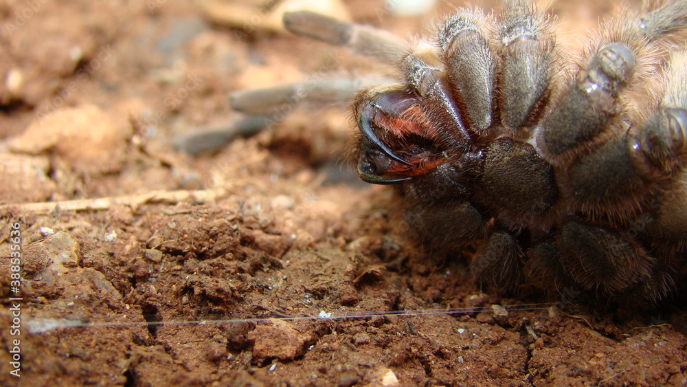 Tarantula fangs. Spider tarantula. Close up female of spider tarantula ...