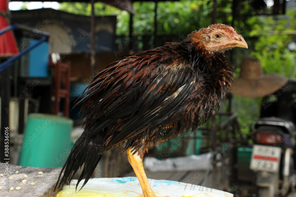 Local chicken, the type of chicken that is raised for consumption. The ...