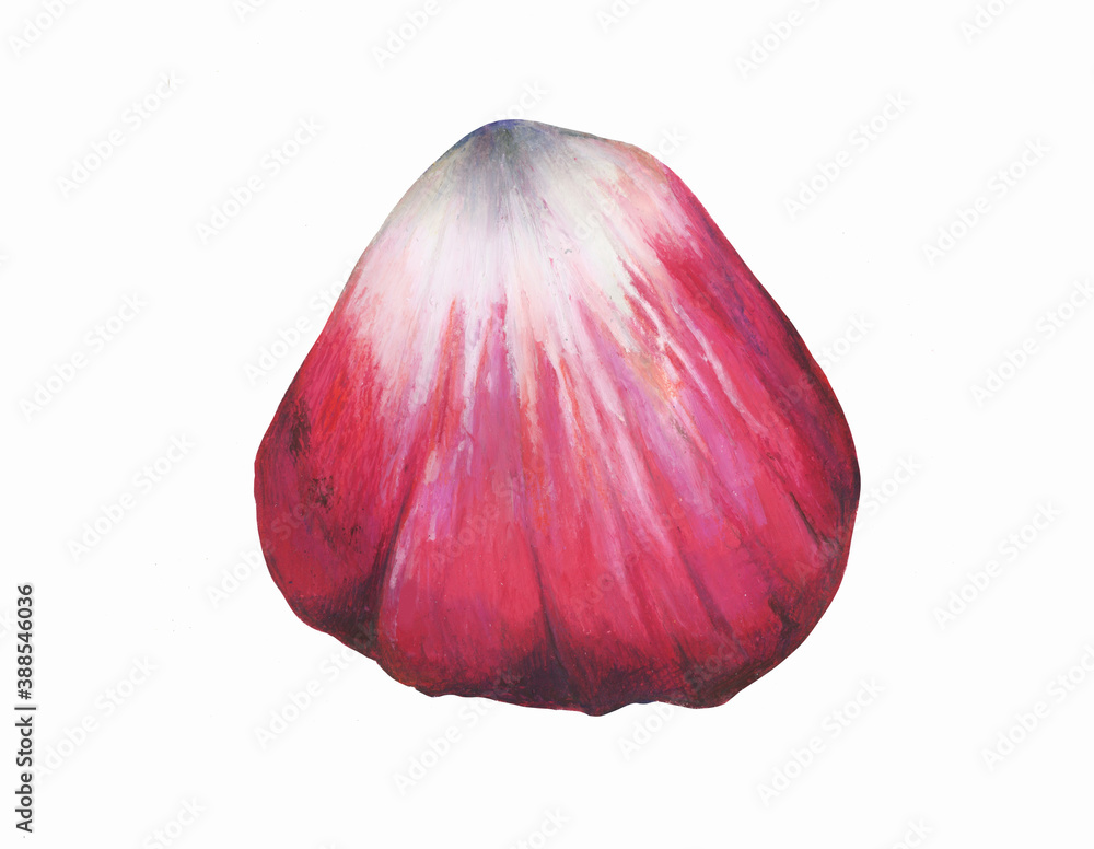 Rose petal botanical illustration hand drawn. Floral drawing on a white ...