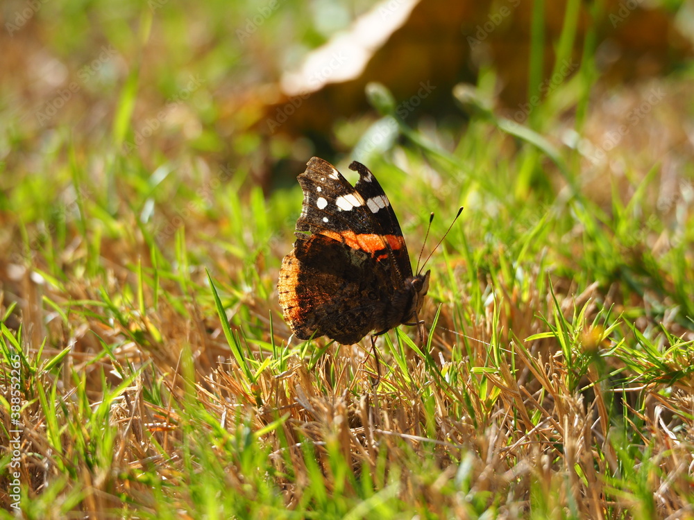 mariposa monarca de color naranja, blanco y marron, con las alas ...